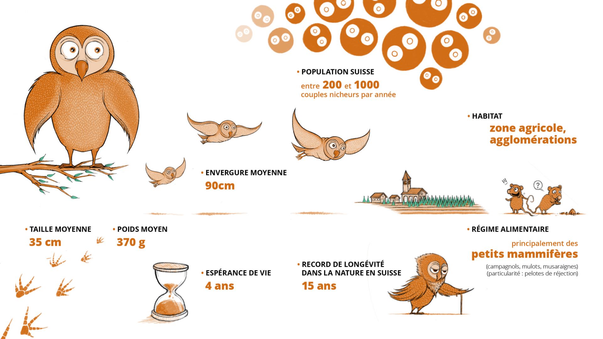 L'Effraie des clochers